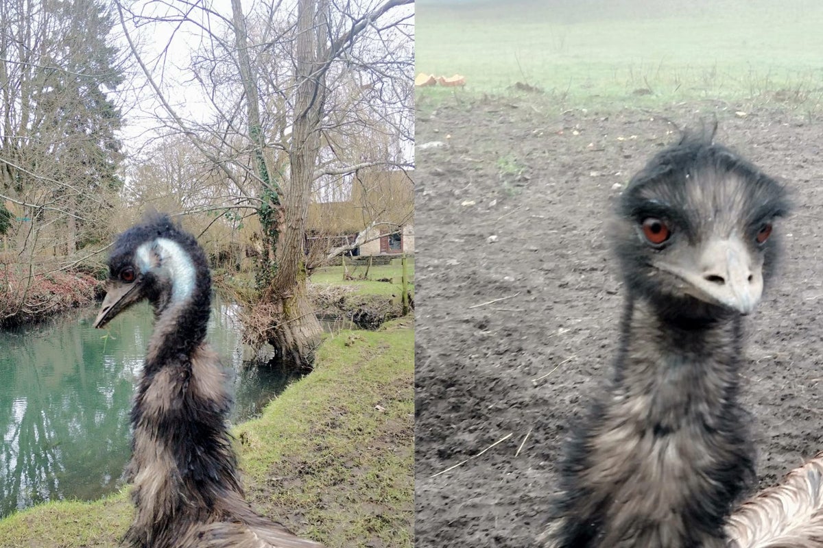 Animal sanctuary shares pictures of emu poo in attempt to find missing ...
