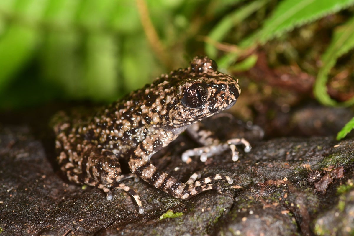 New toothed toad found by scientists on the hunt for its ‘brother ...