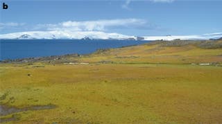 Satellite images show Antarctica is turning ‘green’ faster than ...