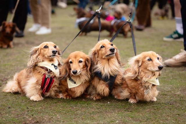 Dogs - latest news, breaking stories and comment - The Independent