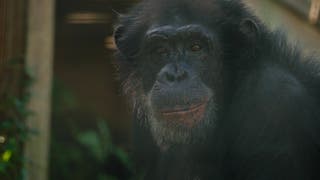 Chimp Crazy: Who is Tonia Haddix and what did she do to her pet ape ...