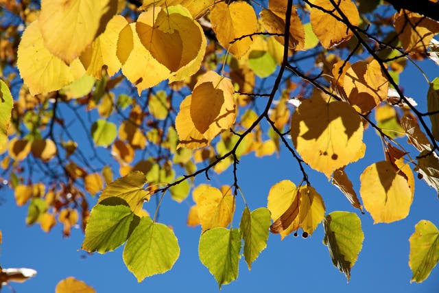 Something strange is happening to the British autumn… | The Independent