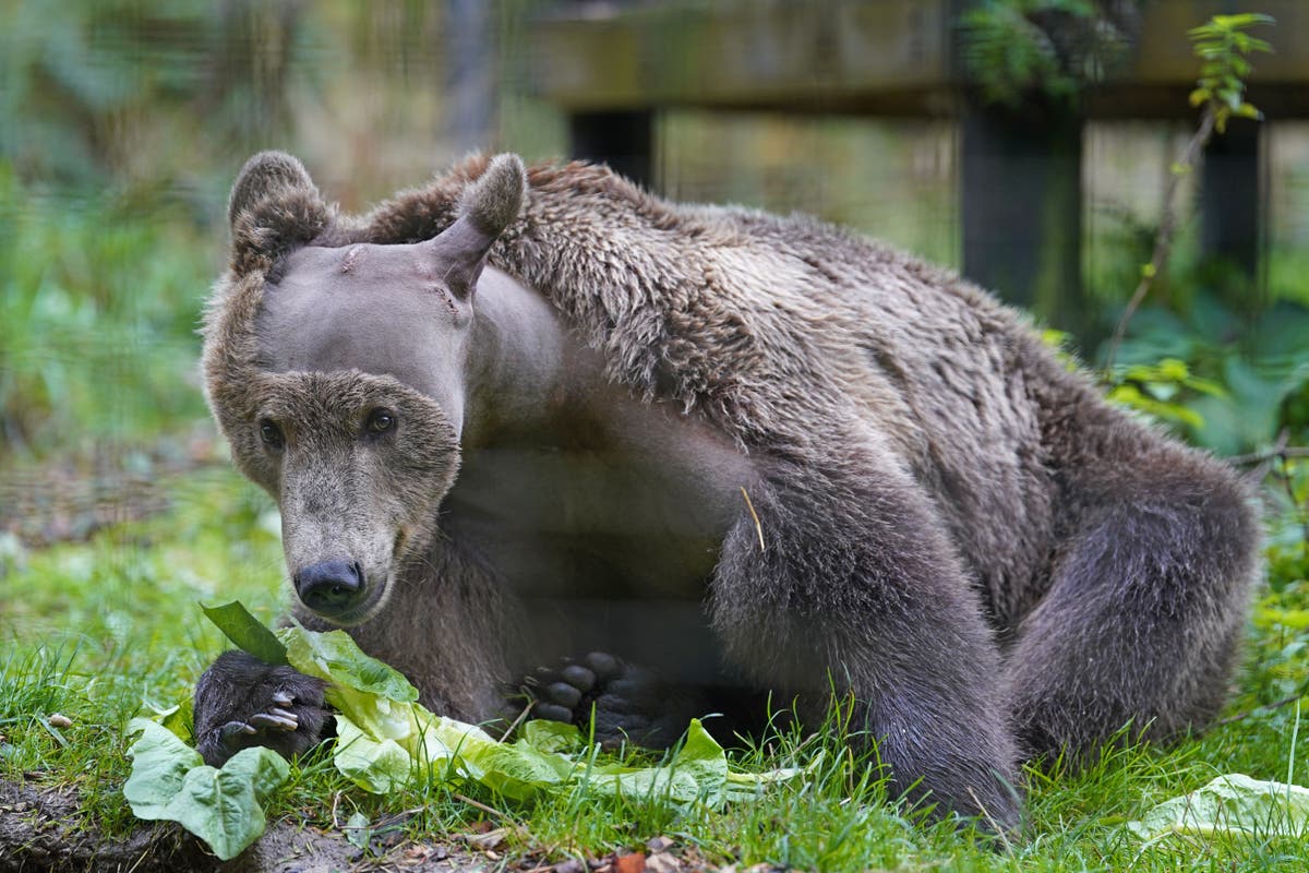 Boki the bear takes ‘favourite’ medicine Calpol as he recovers from ...