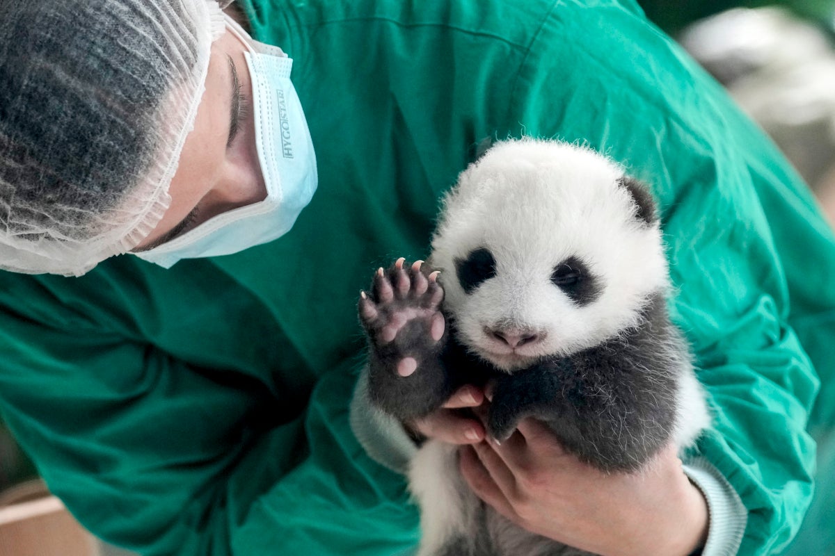 PHOTO COLLECTION: Germany Giant Pandas | The Independent