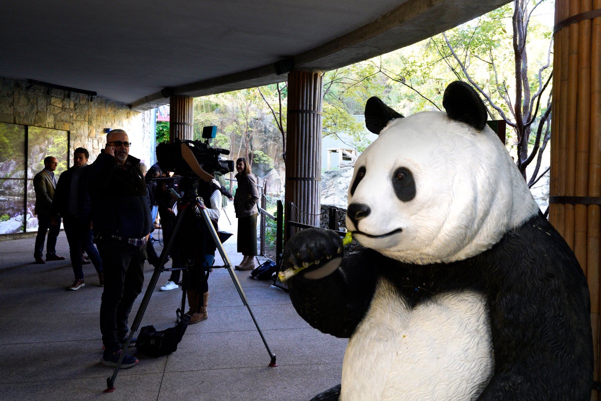 The pandas have landed! Here's what you need to know | The Independent