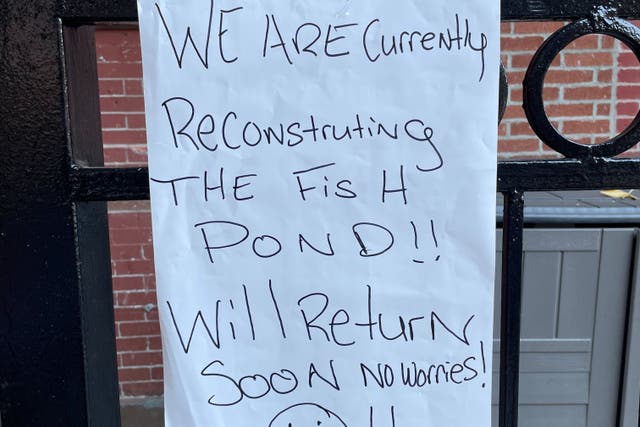 From viral sensation to fish graveyard: Brooklyn’s makeshift goldfish ...