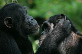 Chimpanzees show empathy by comforting each other. Here’s what it says ...