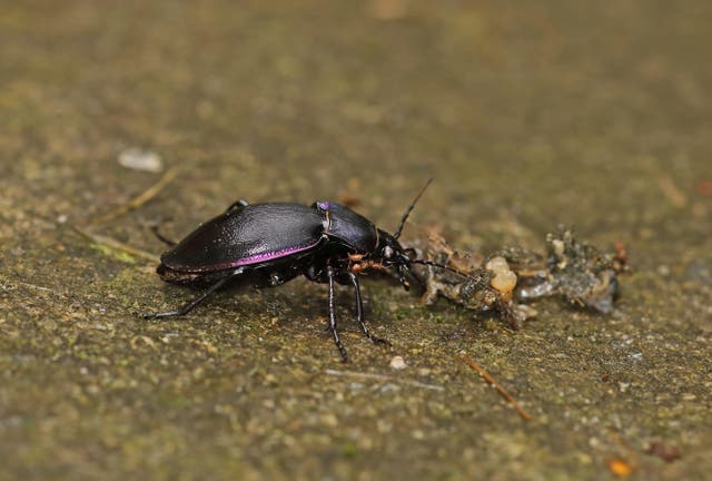 How to remove slugs from your garden | The Independent
