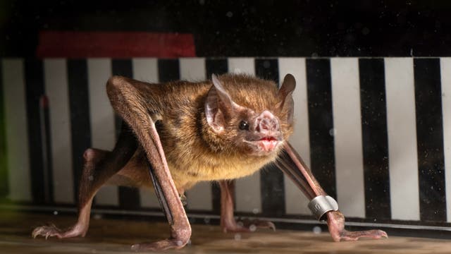 Vampire bats made to run on treadmills – revealing the secret of how ...