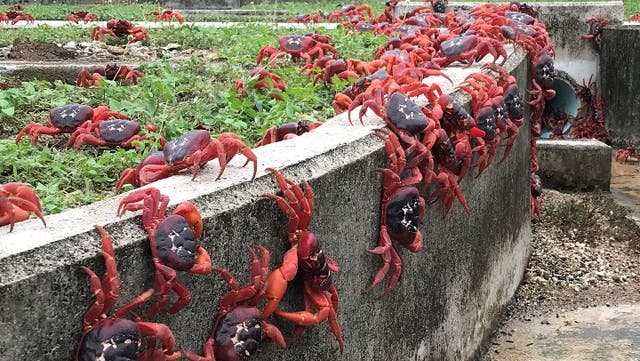 Locals get ready as tens of millions of red crabs begin annual odyssey ...