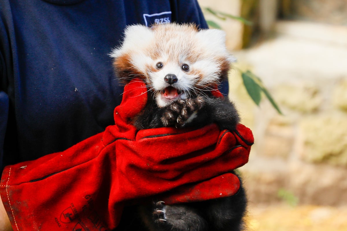 Baby red panda dies ‘from stress’ during fireworks night – days after ...