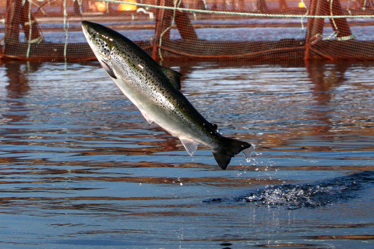 An environmental group files intent to sue a salmon farmer for ...