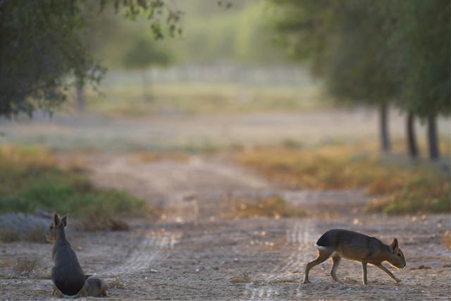A mystery rodent is thriving in dunes around Dubai and nobody knows how ...