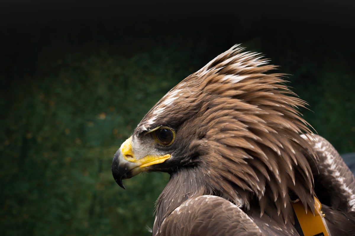 Golden eagles could make comeback in English skies as ambitious plan to reintroduce them ...