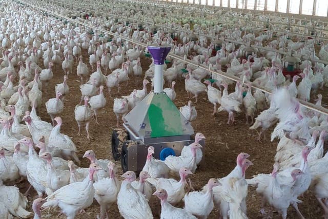 A robot might be raising your Thanksgiving turkey | The Independent