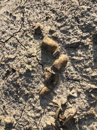 Huge study of fossilised dinosaur poo reveals how beasts came to rule ...