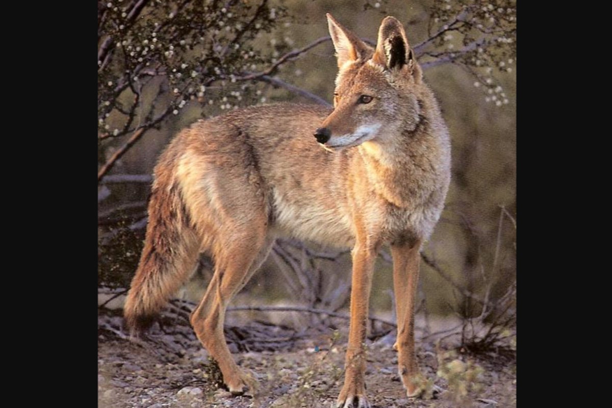 Colorado wildlife officials hunt for coyote that attacked and injured ...