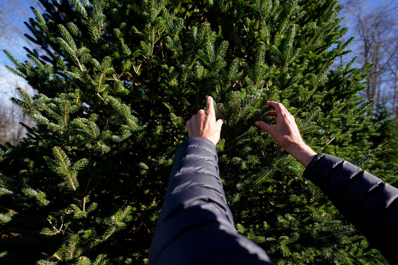How climate change is impacting our Christmas trees - Latest News ...