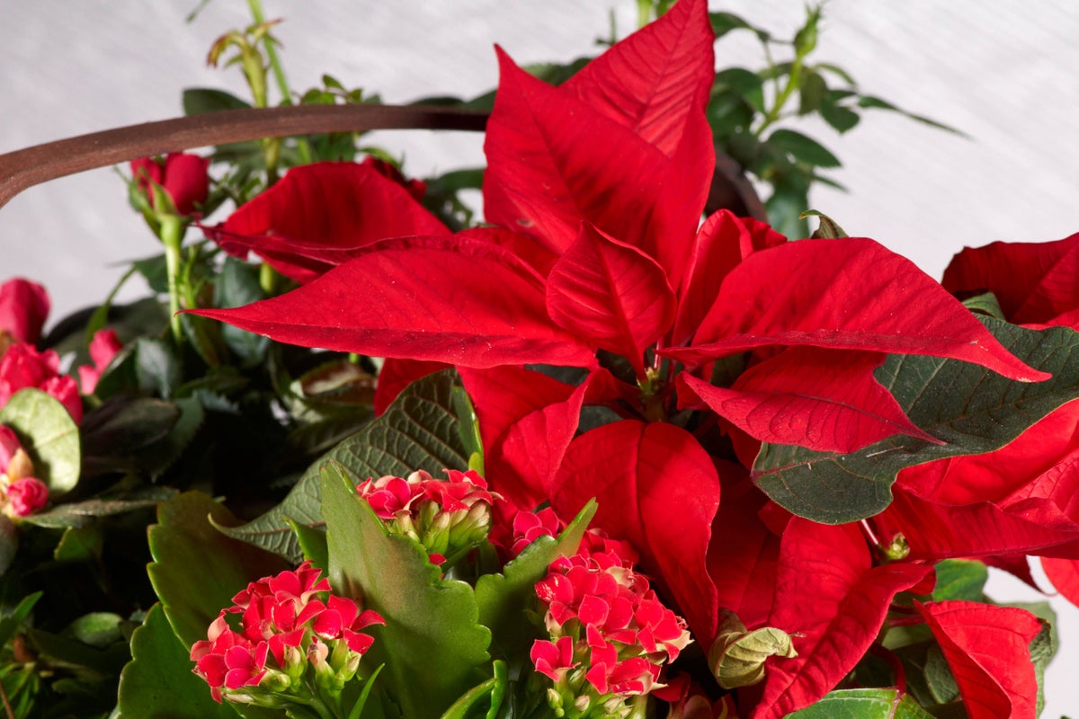 How to make your houseplants look festive | The Independent