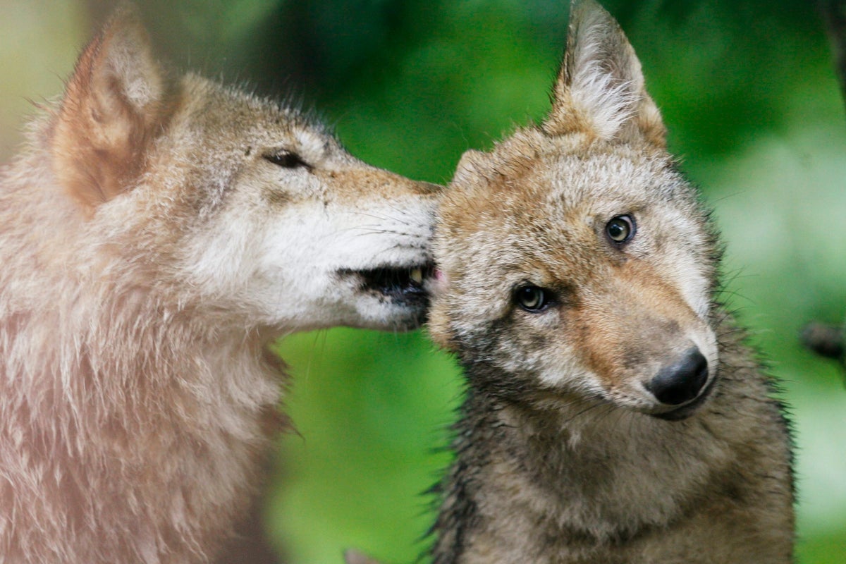 EU votes to lower protection status for wolves after farmers push to ...
