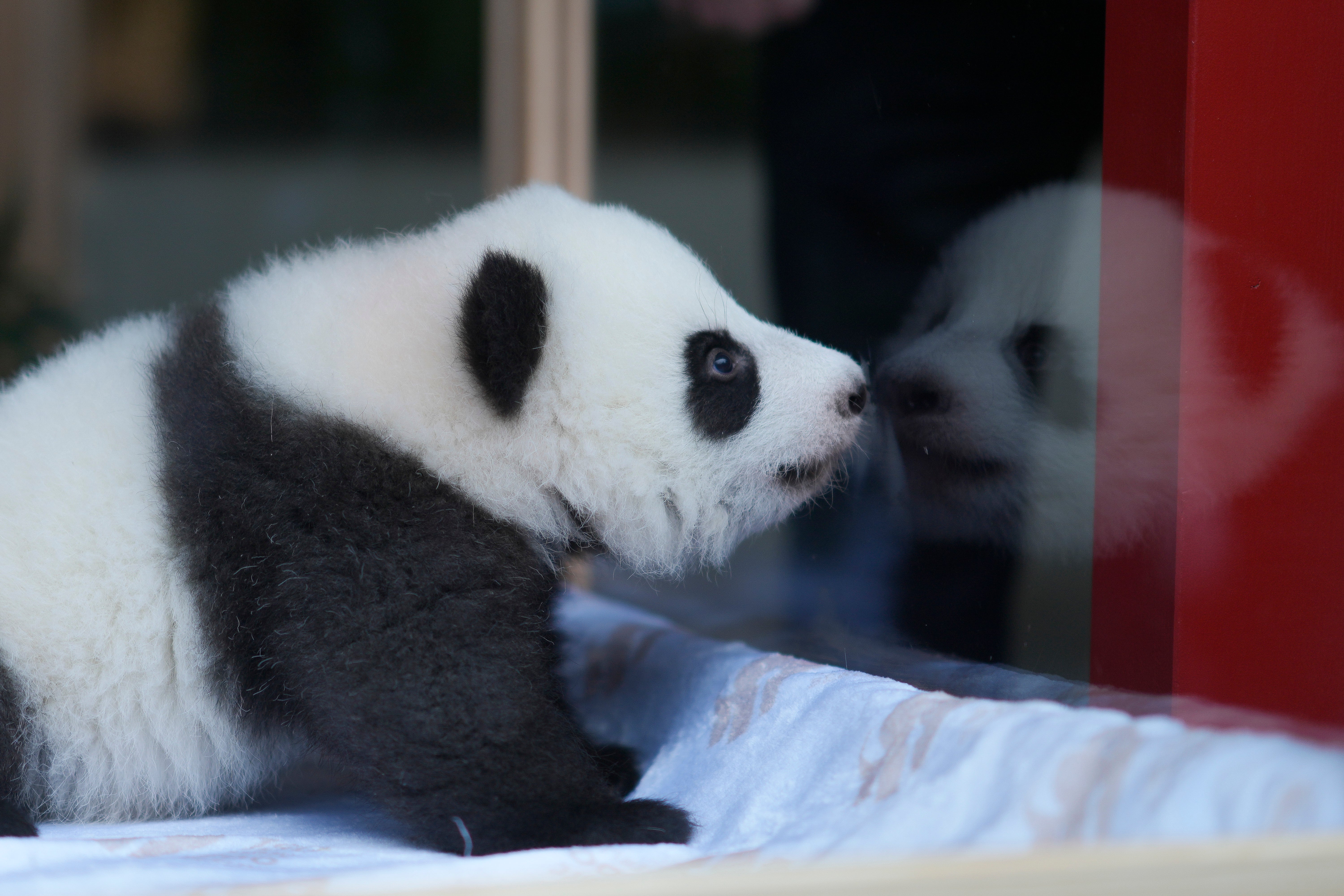 Líníochtaí Gleoite De Pandas