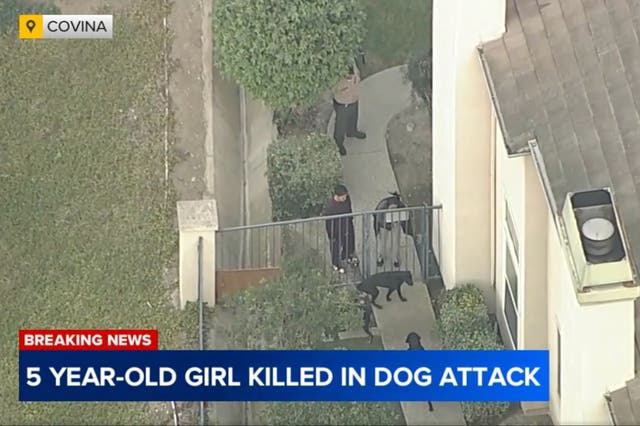 Dogs - latest news, breaking stories and comment - The Independent