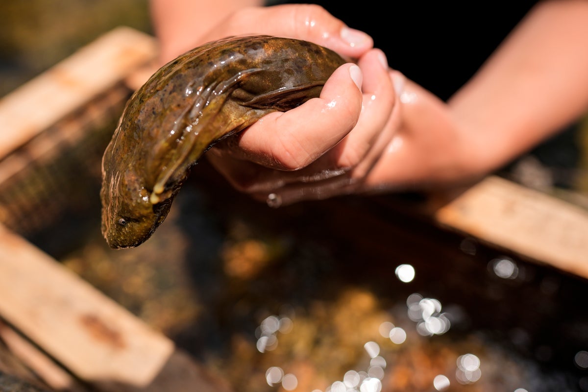 Feds propose protection for giant salamanders devastated by Hurricane ...