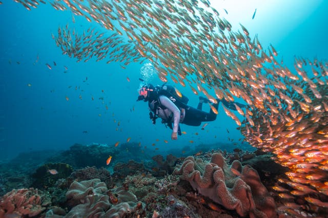 The secret South African scuba diving destination that’s cheaper than ...