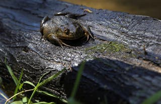 One of the world’s largest frogs lived with dinosaurs – it now faces ...