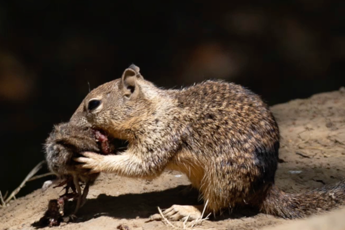 Scientists stunned to find squirrels hunting and eating meat in ...