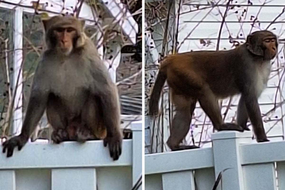 Police warning as ‘really big’ monkeys spotted roaming around Florida ...