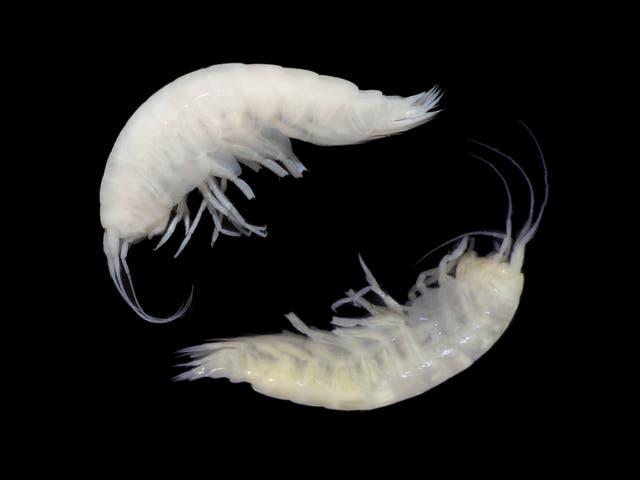 Vegetarian piranha and Leonardo DiCaprio snake among new species named ...