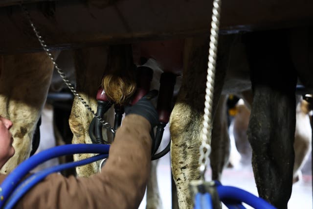 More than 70 percent of California’s dairy cow herds are infected with ...