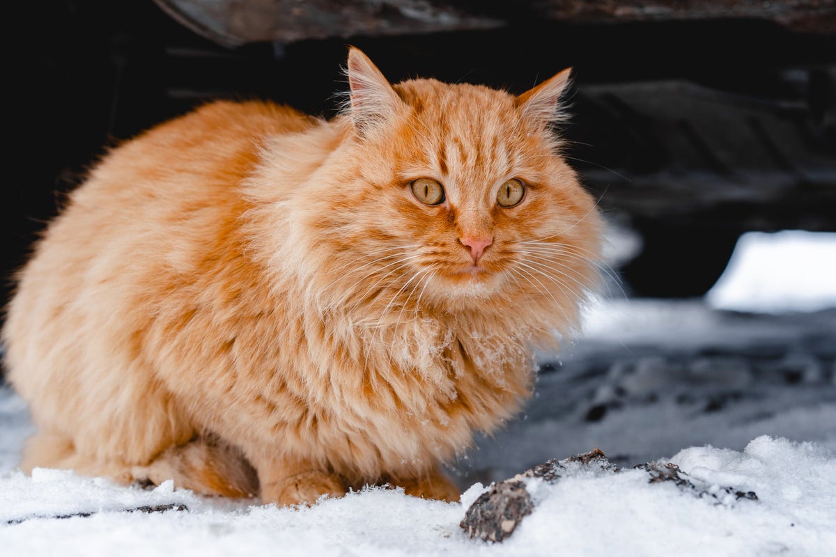 Cats being hit by drivers and 'scooped to the side of the road’ | The ...