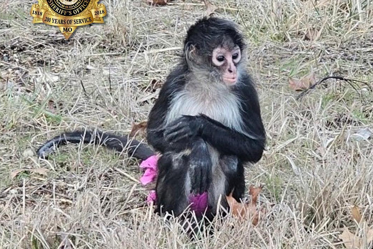 Police called to rescue tutu-wearing escaped monkey | The Independent