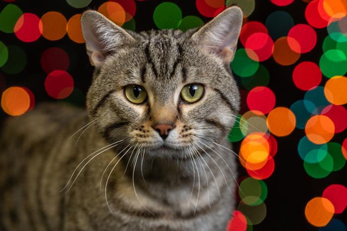 world's smallest cat bbc