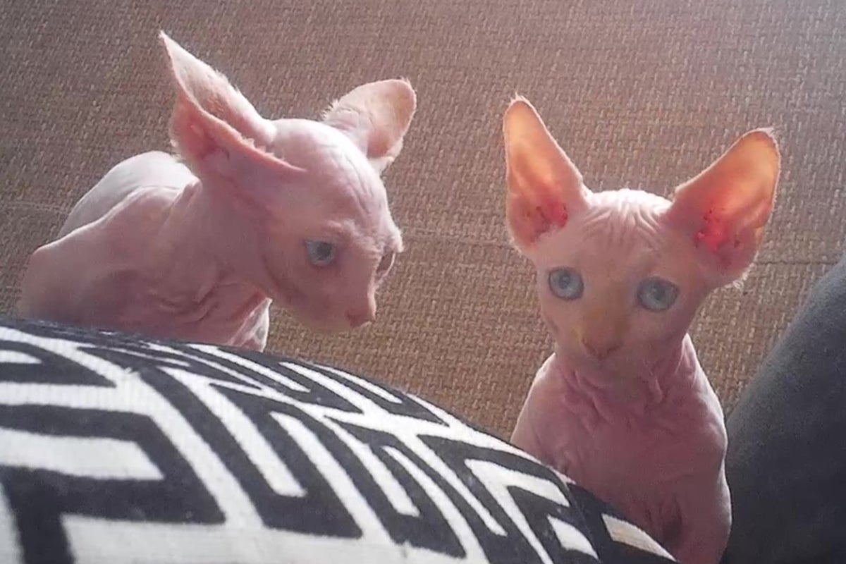 Illegal ‘bully’ kitten breeders selling pets illicitly on Facebook and ...