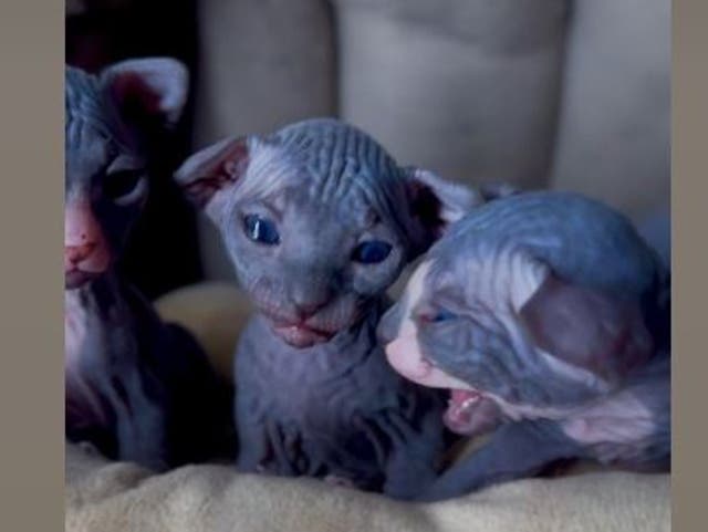 Illegal ‘bully’ kitten breeders selling pets illicitly on Facebook and ...