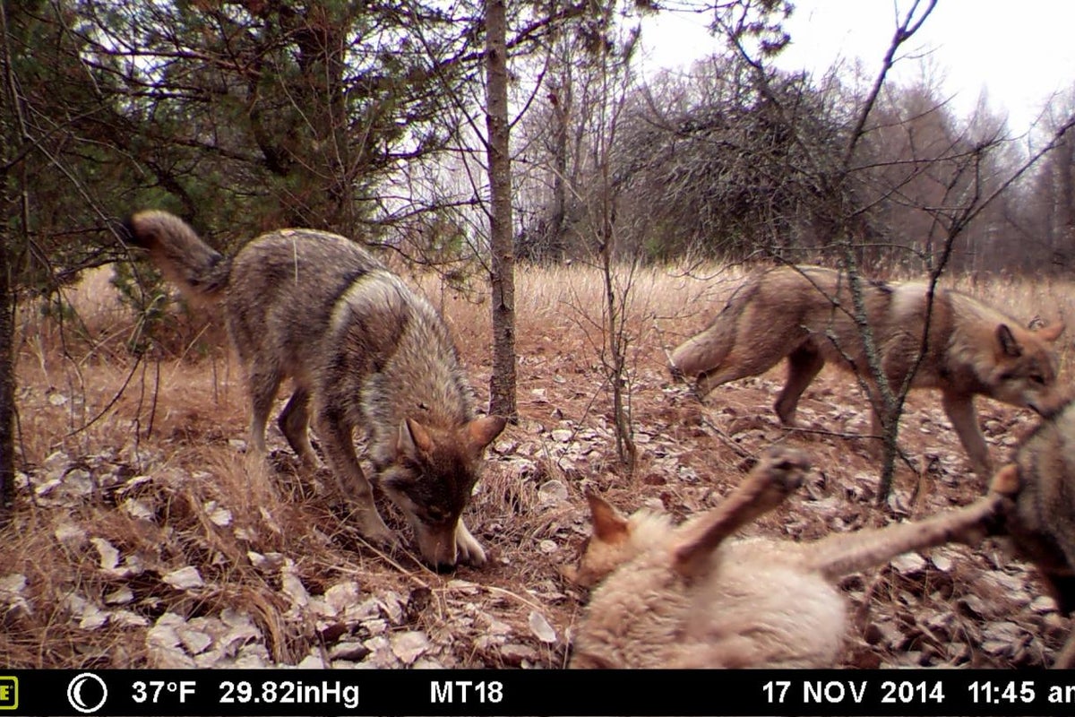 Chernobyl dogs show ‘dramatic’ genetic differences – but not because of ...