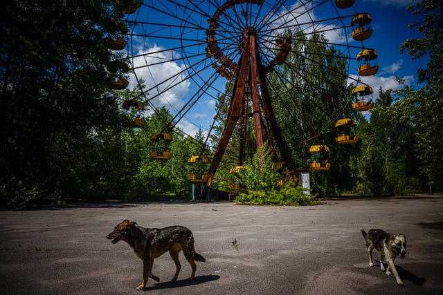 Chernobyl dogs show ‘dramatic’ genetic differences – but not because of ...