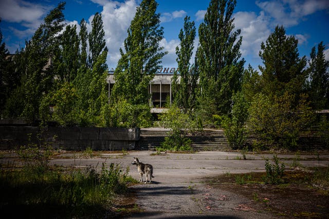 Chernobyl dogs show ‘dramatic’ genetic differences – but not because of ...
