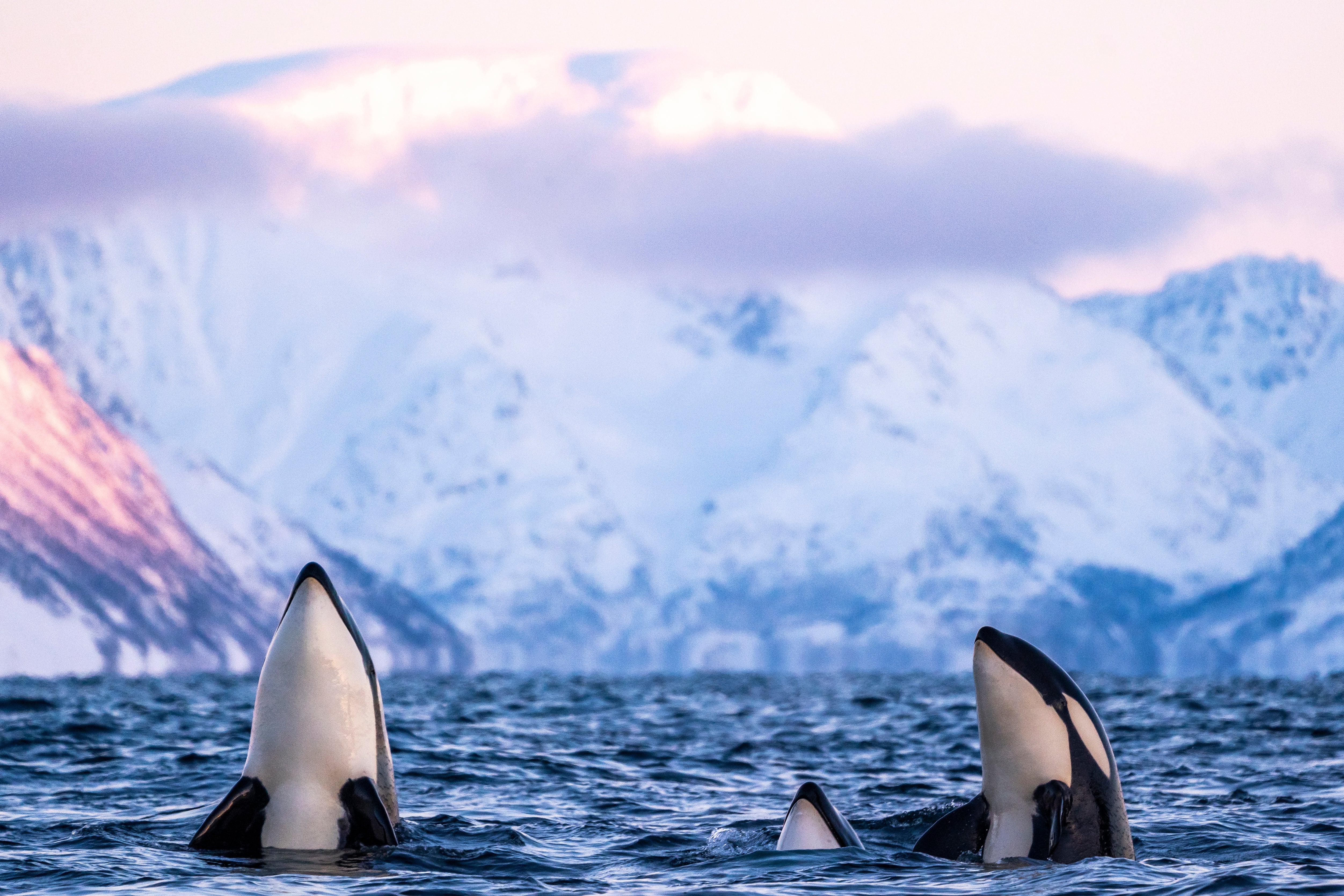Norwegian nature: Enjoy wild, wonderful adventures on a safari-at-sea ...