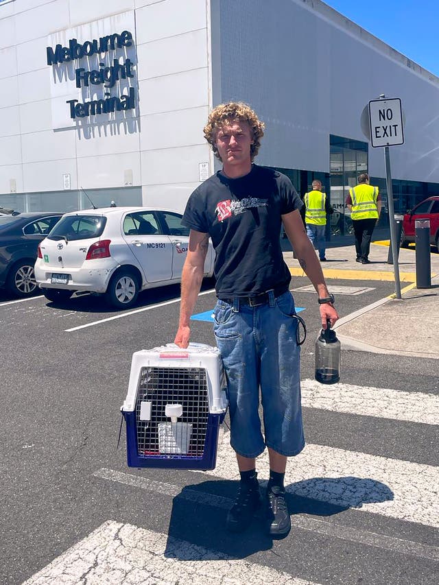 Mittens the cat takes three flights after being forgotten on plane ...