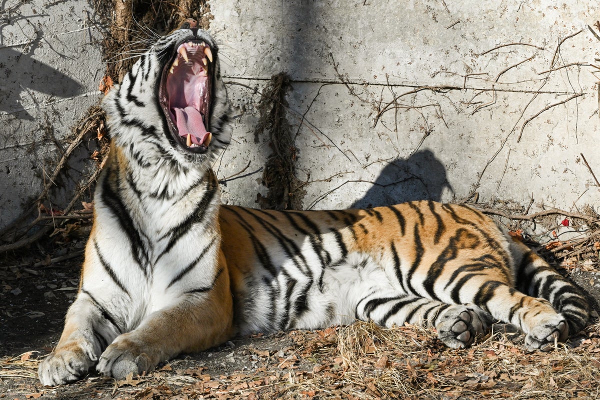 Zoo under fire for selling tiger urine at £5 a pop | The Independent