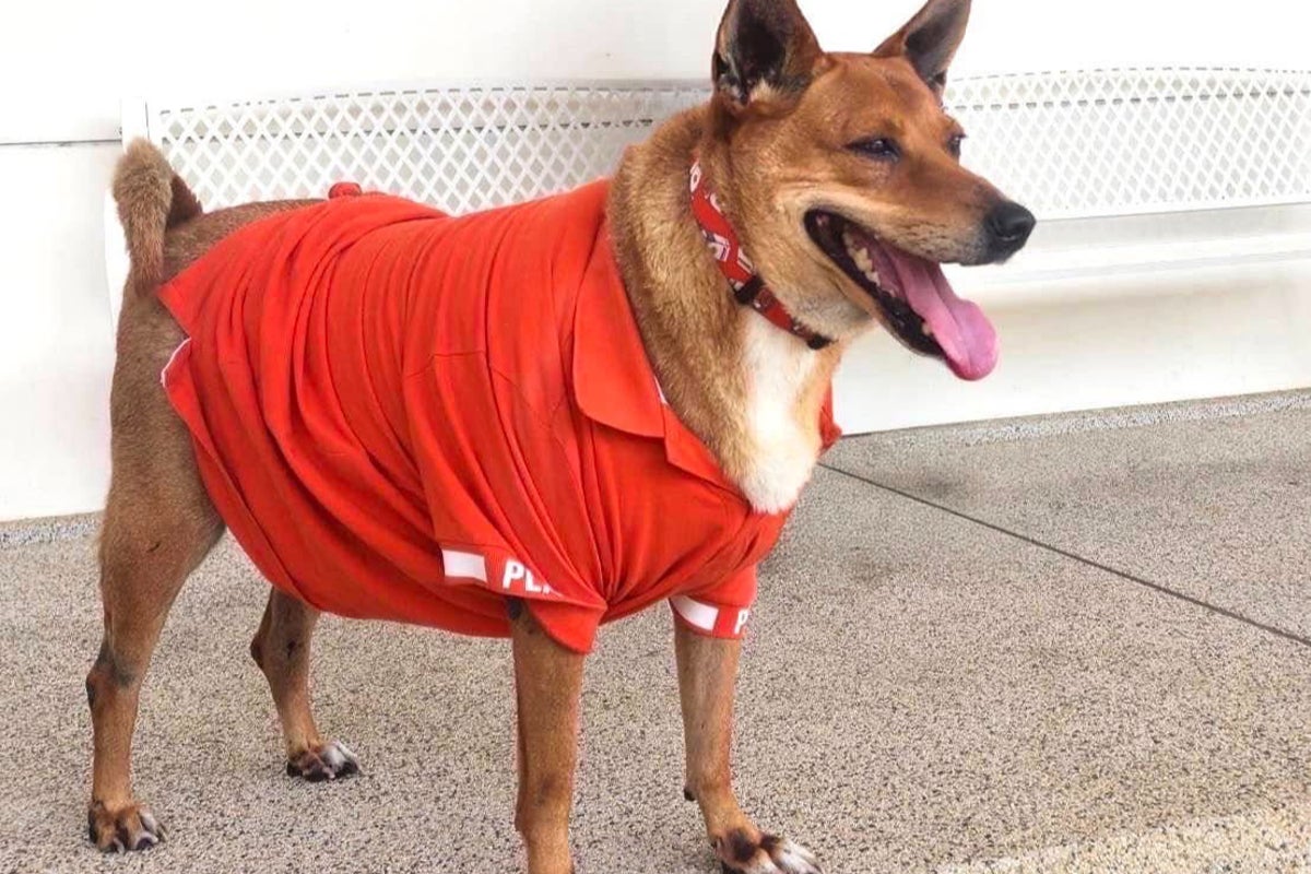 Thai princess adopts dog that went viral for mourning dead owner | The ...