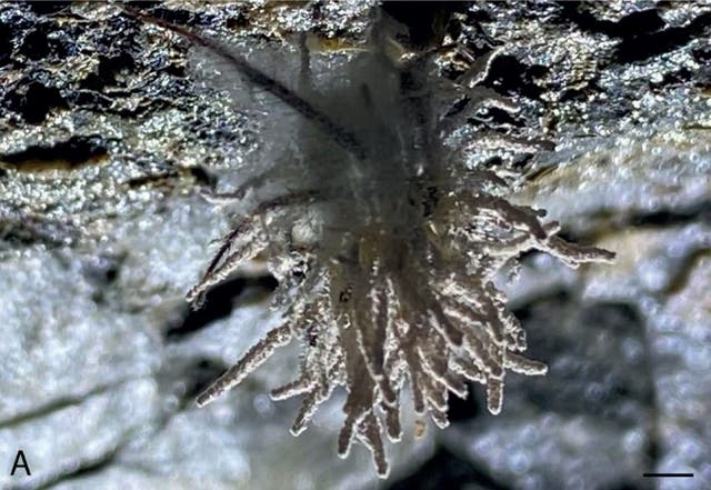 Fungus-encrusted zombie spiders are now being found in America and ...