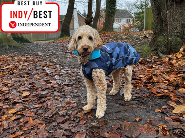 Best dog coats 2025, tried and tested | The Independent