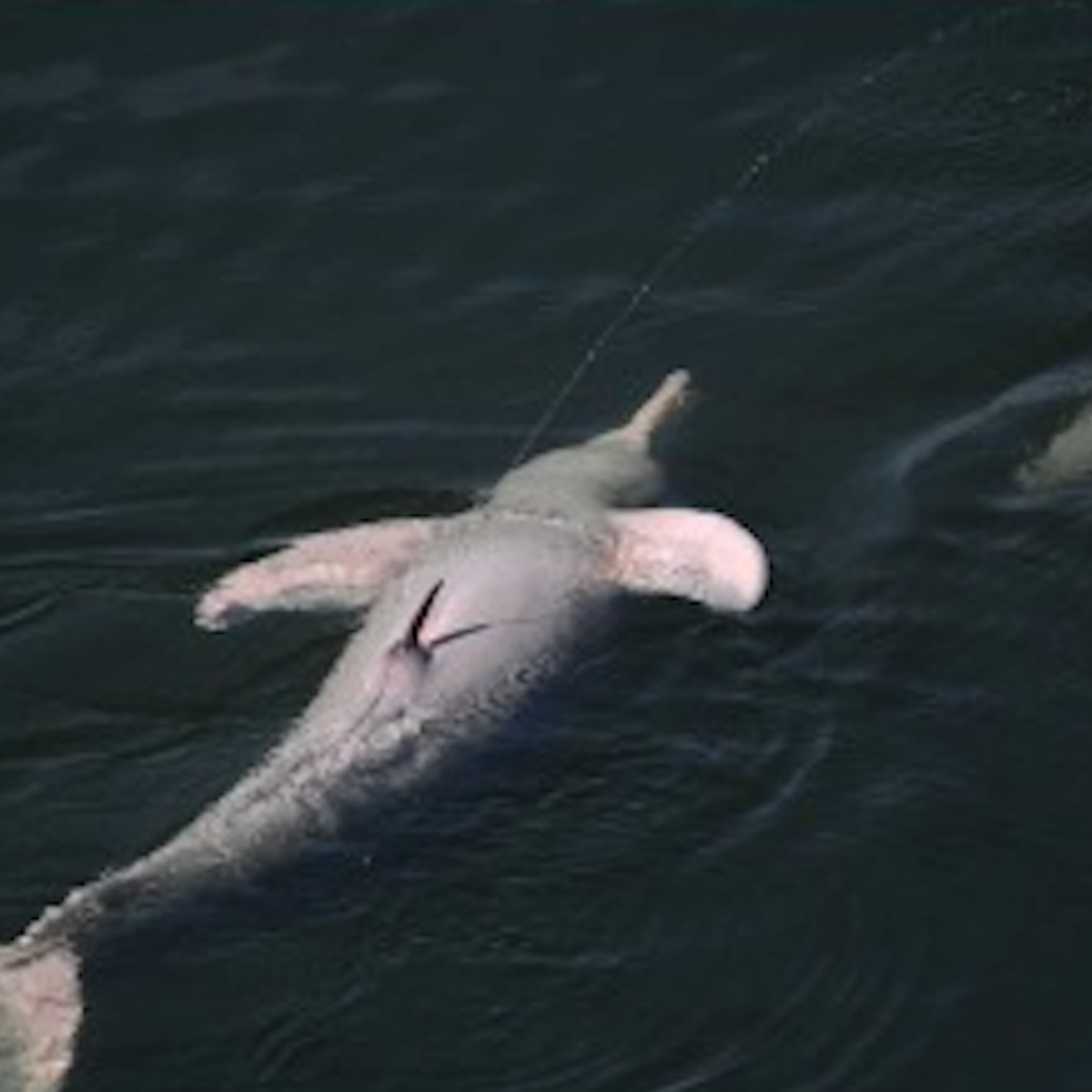 pink dolphins behaviour