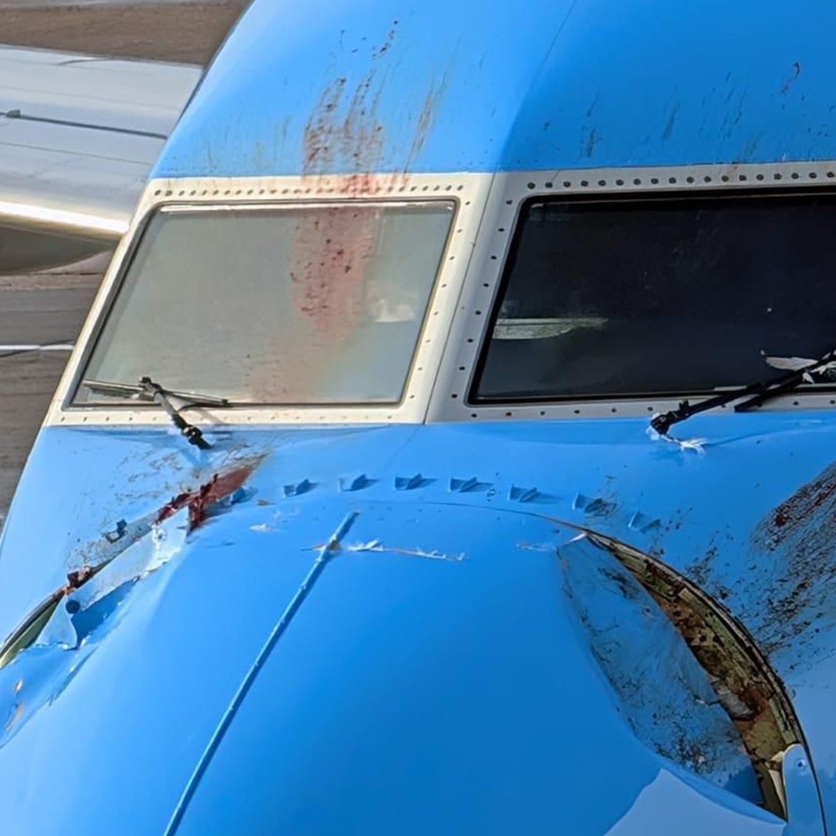 tui bird strike