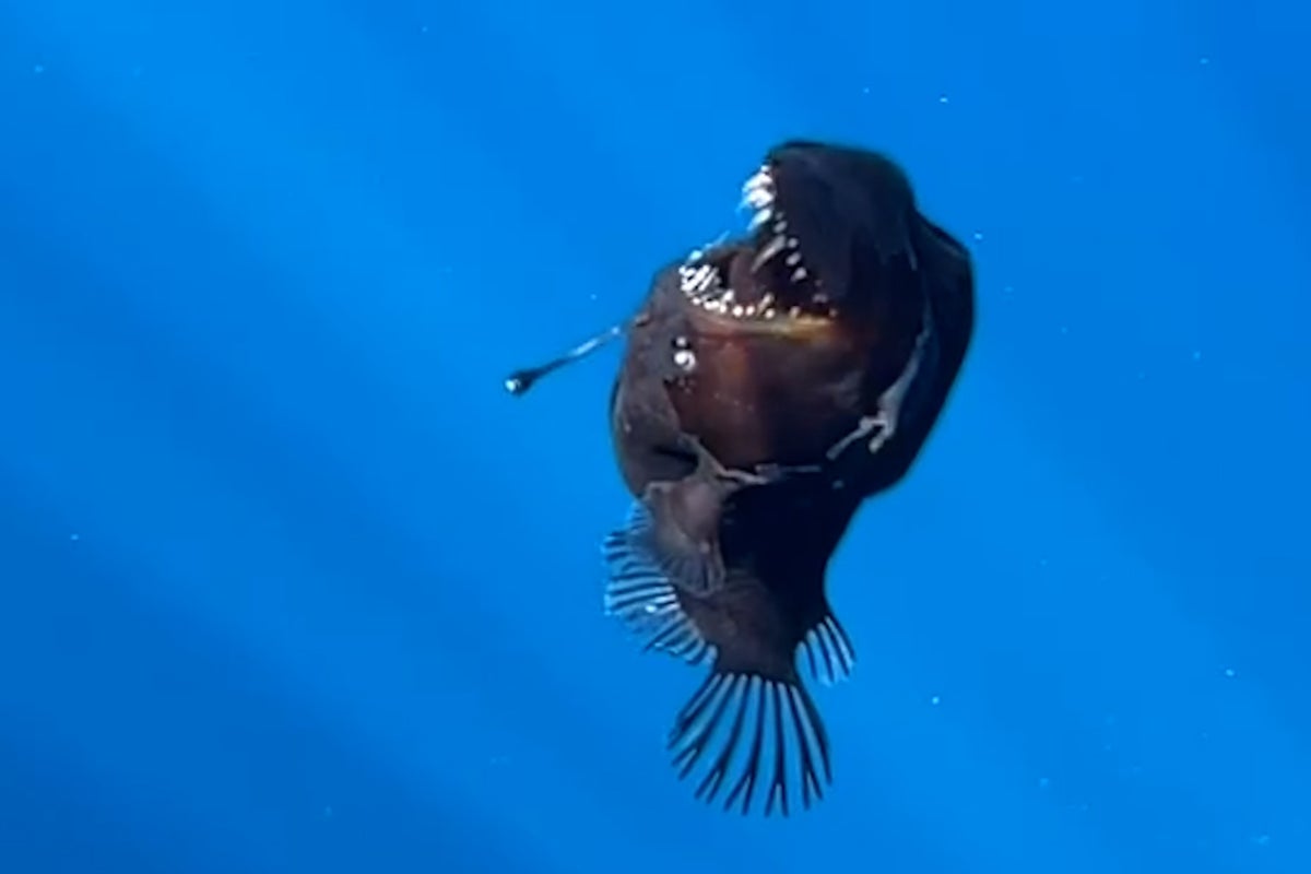 How a dying anglerfish became the darling of social media | The Independent